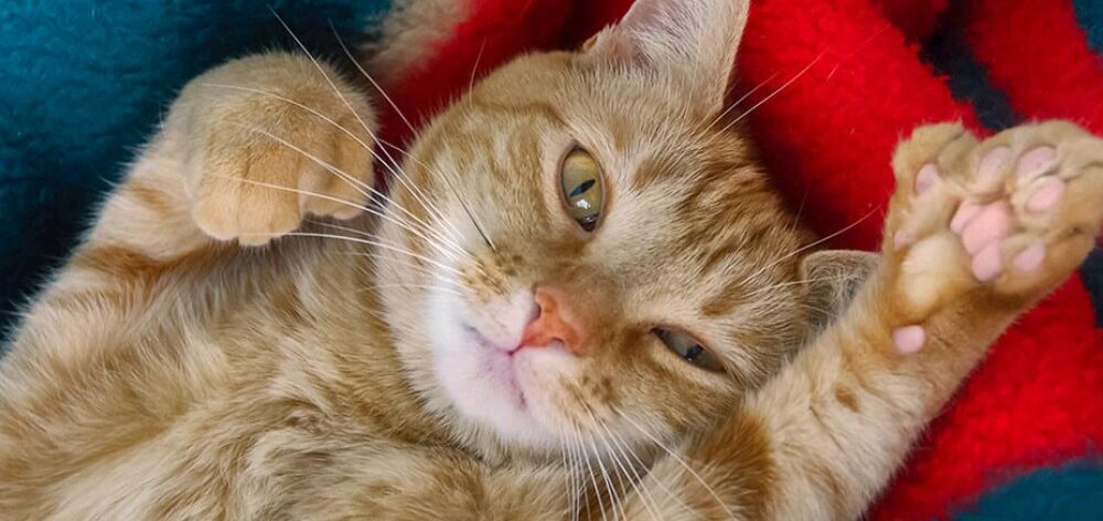 What is the name of a female Cate called? Young cat names - UsPetCares