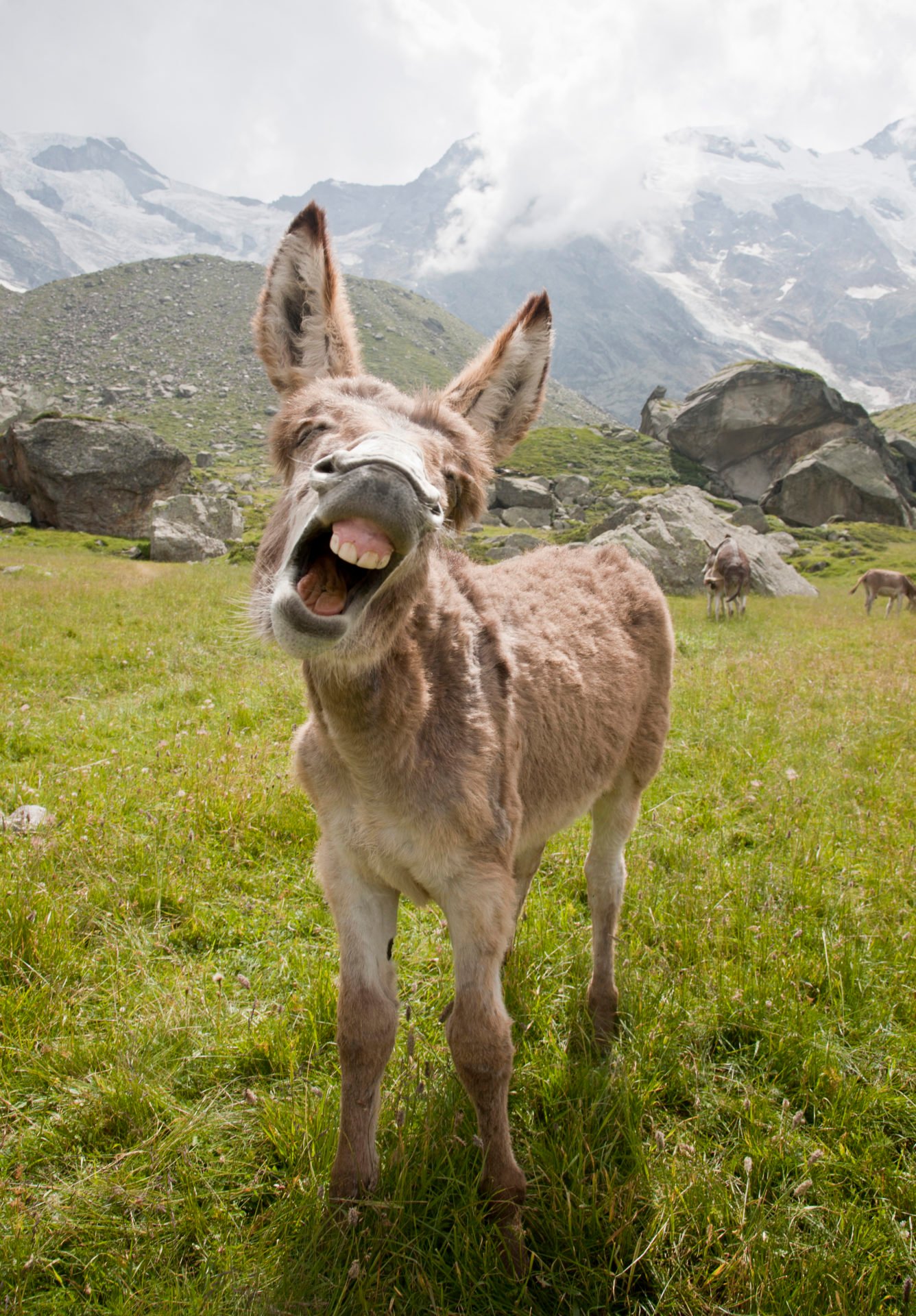Unwind with this adorable baby donkey relaxing in a hammock - a sight ...